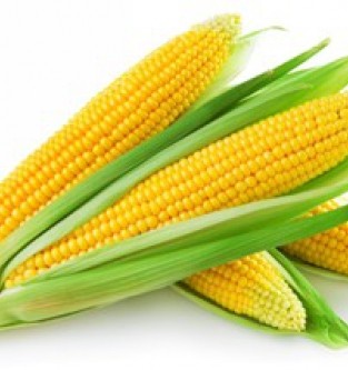 Секрети вирощування цукрової кукурудзи