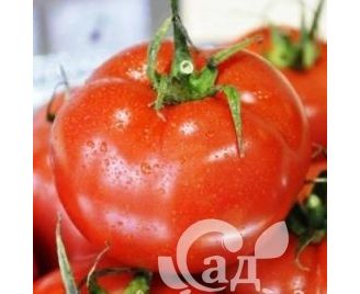 Томат Беріл РЦ (Beril RZ) F1 100н купити за ціною 13.00 грн в Україні